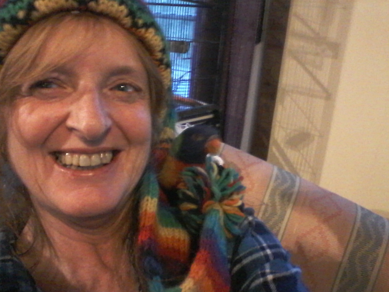 Being Parronts of Parrots – Liz Hall-Downs